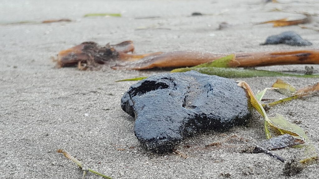 Hallan chapopote en playas de Veracruz – NV Noticias